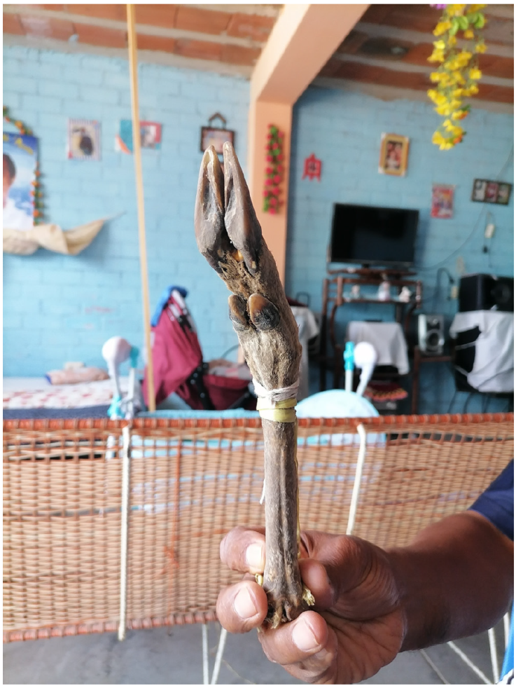 Santiguando con asta de venado: Una aproximación al ritual del santiguador