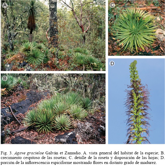 Agave gracielae Galván et Zamudio, sp. nov. ( Figs. 1 y 3 ).
