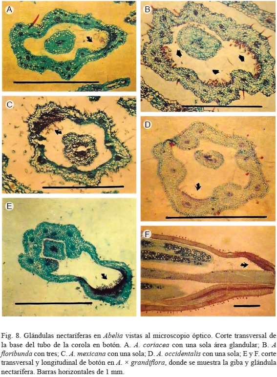 Morfología de las especies de Abelia sección Vesalea (Caprifoliaceae)