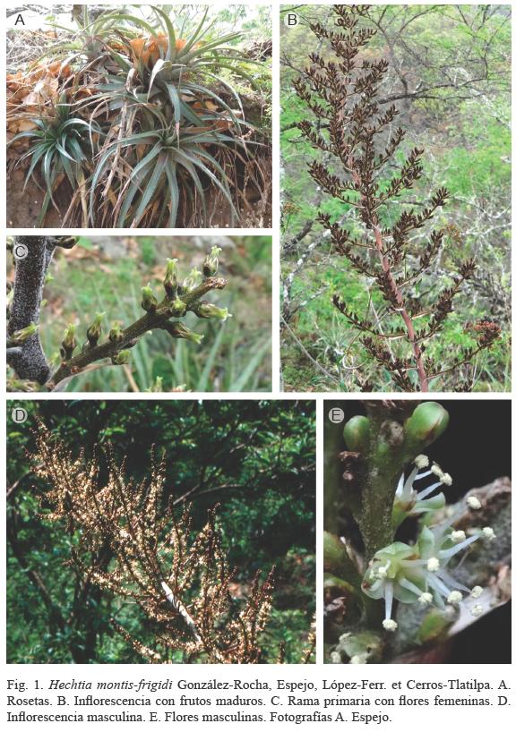 Una nueva especie de Hechtia (Bromeliaceae; Hechtioideae) del estado de ...