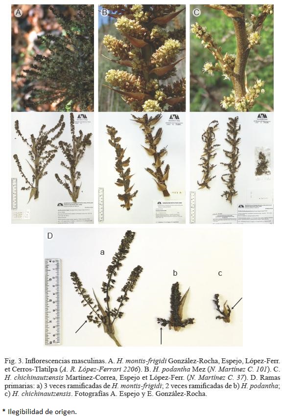 Una nueva especie de Hechtia (Bromeliaceae; Hechtioideae) del estado de ...