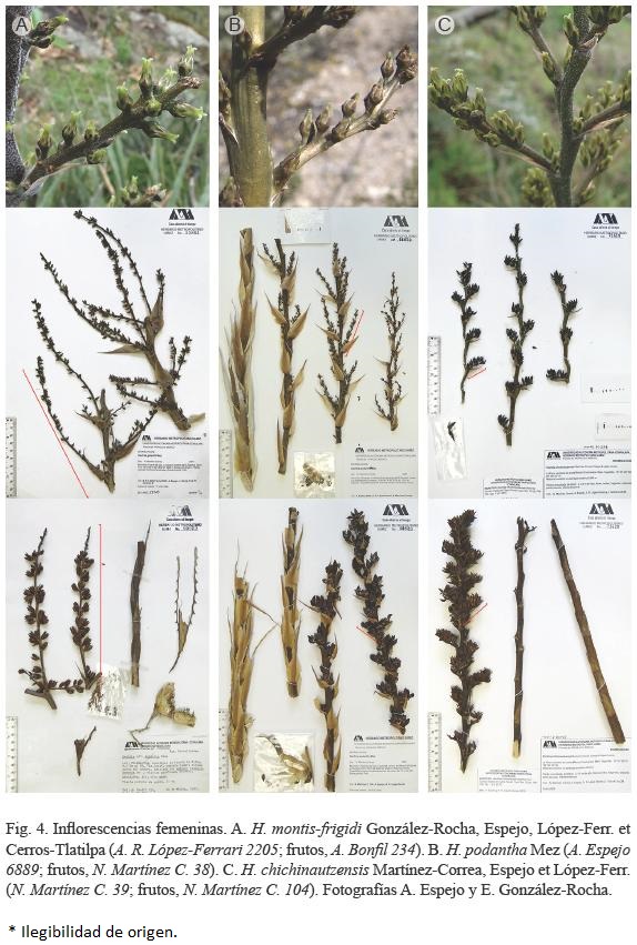 Una nueva especie de Hechtia (Bromeliaceae; Hechtioideae) del estado de ...