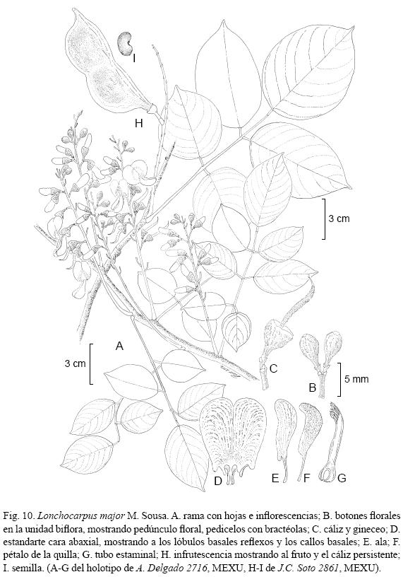 Sistemática de Lonchocarpus sección Punctati (Fabaceae: Millettieae ...