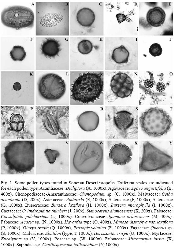 Pollen profile of propolis produced on the eastern edge of the Sonoran ...
