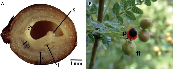 Extracción y morfología del embrión de Bursera bipinnata (Burseraceae)