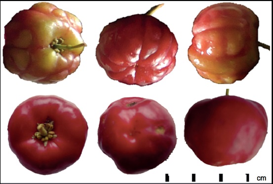 Calidad morfológica de frutos y endocarpios del nanche rojo (Malpighia ...