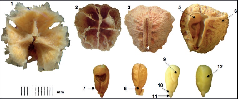 Calidad morfológica de frutos y endocarpios del nanche rojo (Malpighia ...