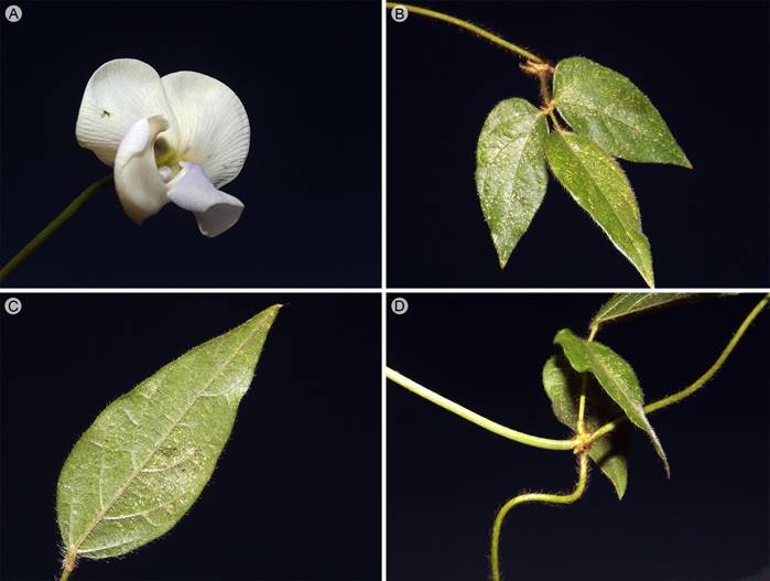 Primer registro de Vigna vexillata (Fabaceae, Faboideae) en Sinaloa, México