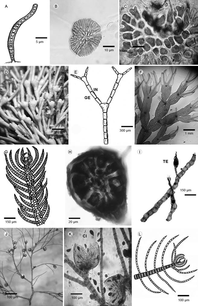 Biodiversidad de algas rojas marinas (Rhodophyta) en Tabasco, México