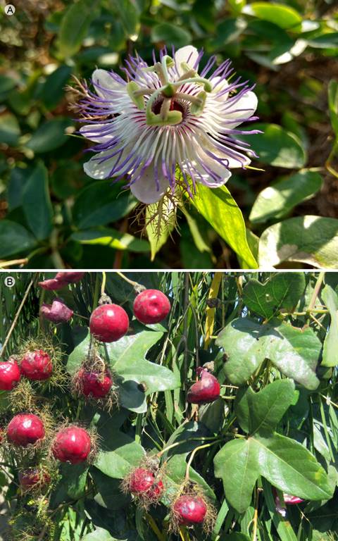 On the recognition of Passiflora hibiscifolia (Passifloraceae, section ...