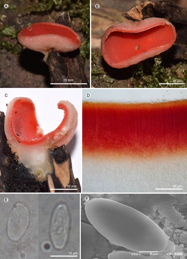 La familia Sarcoscyphaceae (Pezizales, Ascomycota) en México