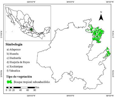 Diversidad de licopodios y helechos del bosque tropical subcaducifolio ...