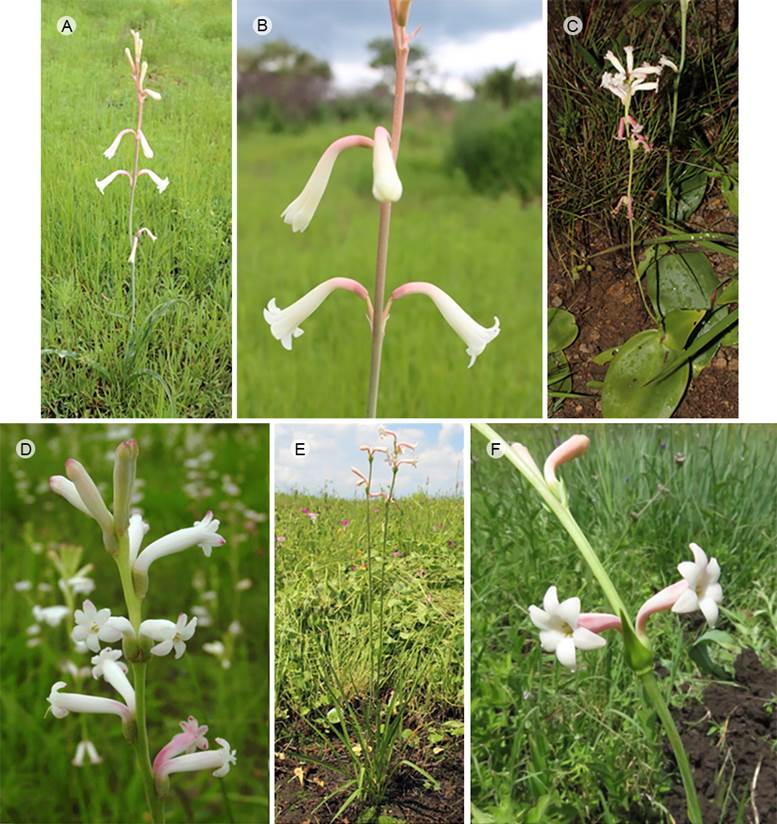 Polianthes venustuliflora (Asparagaceae, Agavoideae), una especie nueva ...