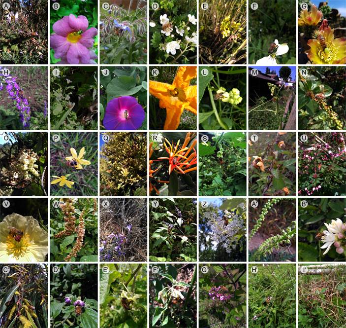 Flora melífera de la región centro-este del municipio de Pátzcuaro ...