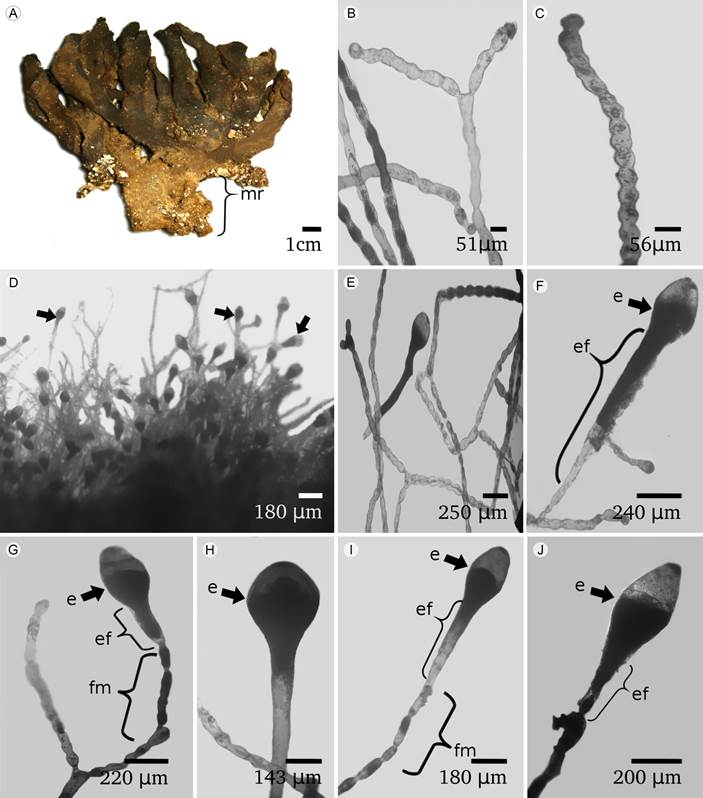 Registro de estructuras de reproducción de tres especies del Orden ...