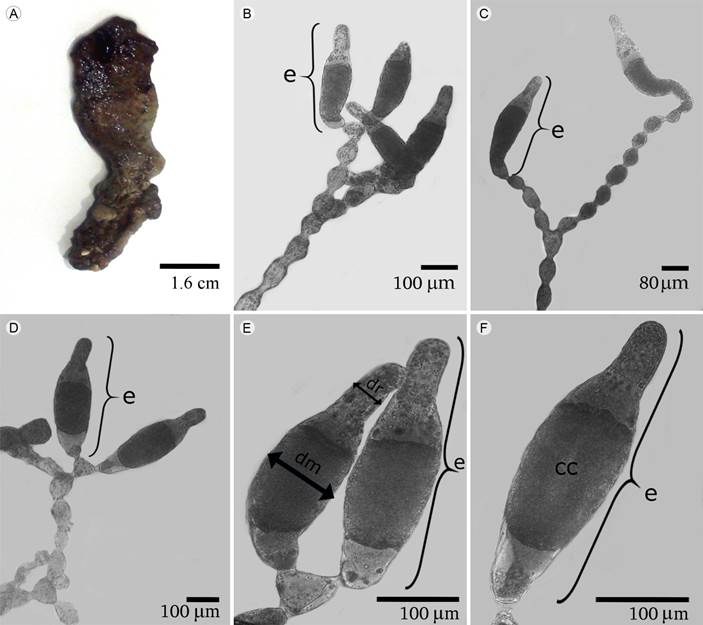 Registro de estructuras de reproducción de tres especies del Orden ...