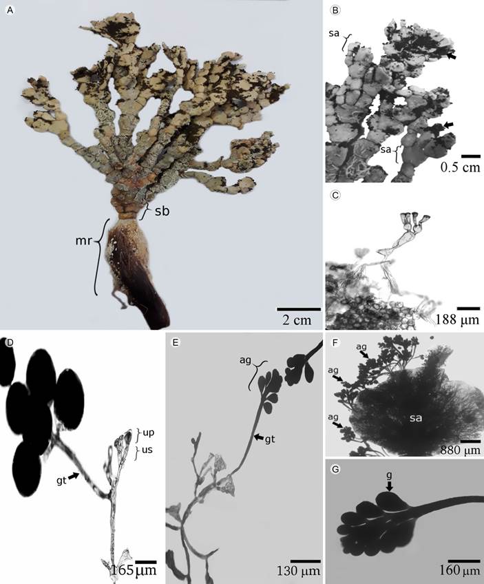 Registro de estructuras de reproducción de tres especies del Orden ...