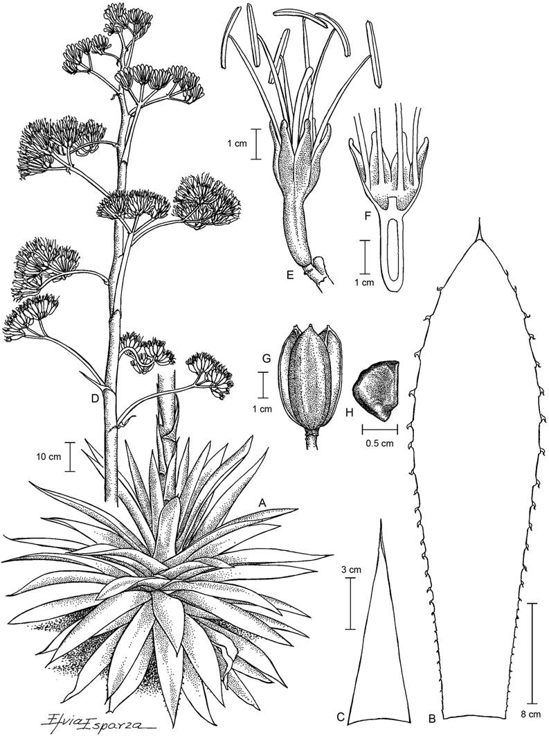 Cuatro especies nuevas de Agave (Asparagaceae, Agavoideae) del sur de ...