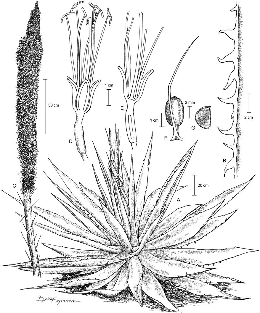 Cuatro especies nuevas de Agave (Asparagaceae, Agavoideae) del sur de ...