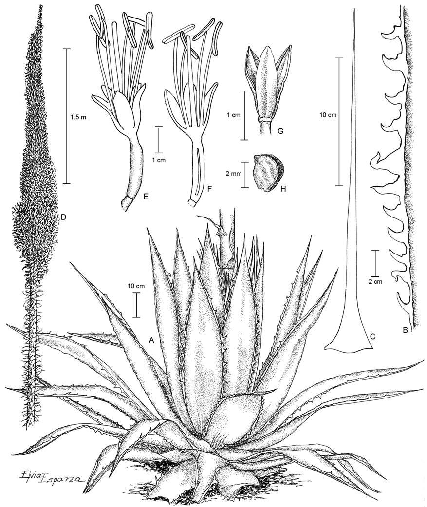 Cuatro especies nuevas de Agave (Asparagaceae, Agavoideae) del sur de ...