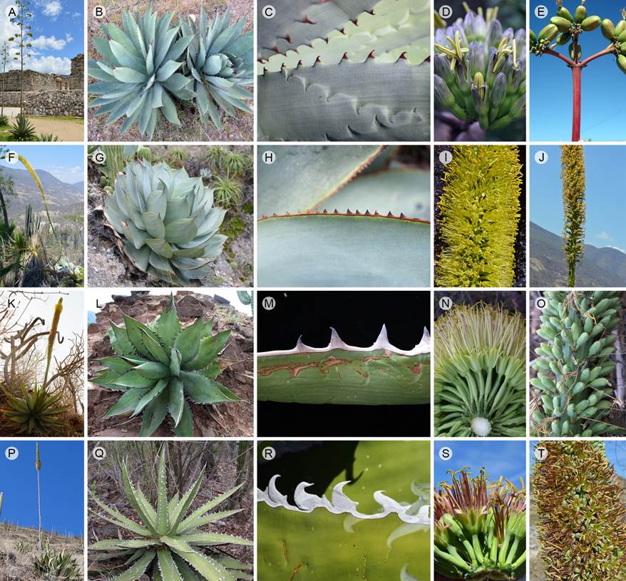 Cuatro especies nuevas de Agave (Asparagaceae, Agavoideae) del sur de ...