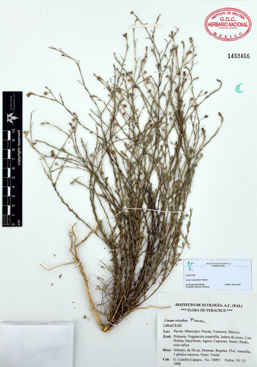 Contribución al conocimiento del género Linum (Linaceae) en Veracruz ...