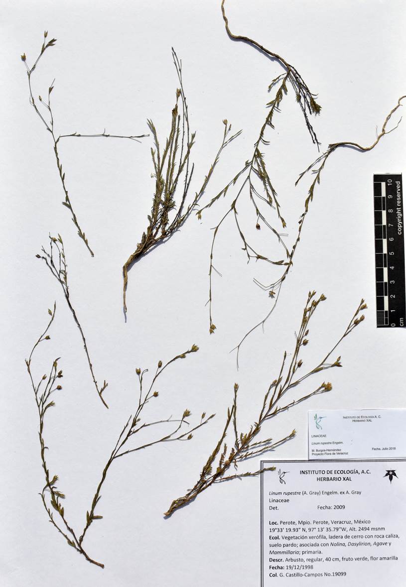 Contribución al conocimiento del género Linum (Linaceae) en Veracruz ...