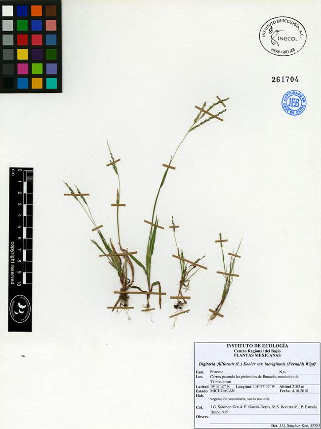New records of Digitaria filiformis var. laeviglumis (Paniceae ...
