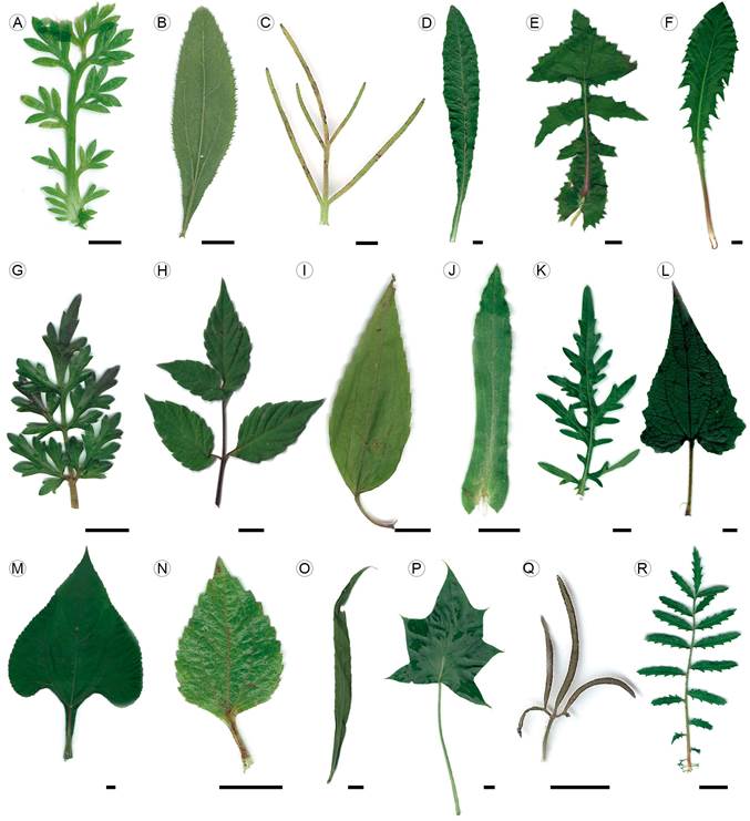 Leaf architecture and anatomy of Asteraceae species in a xerophytic ...