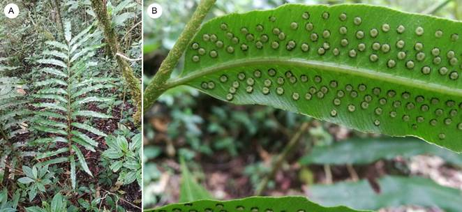 New records and notes on the genus Phanerophlebia (Dryopteridaceae) in ...