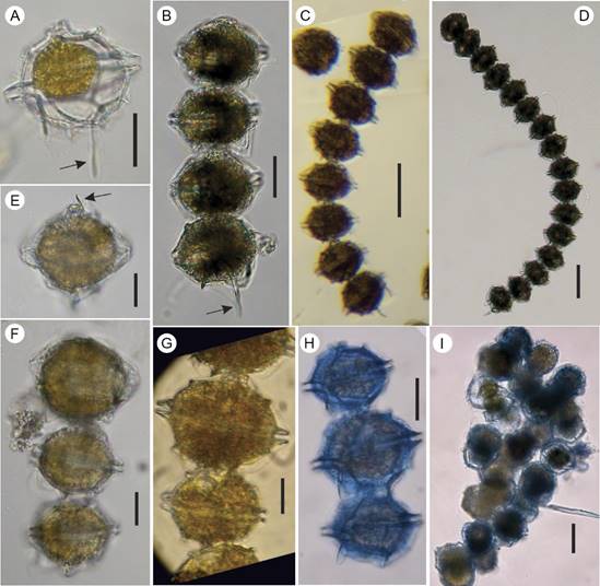 Co-ocurrence of two toxic dinoflagellates in Acapulco Bay, Guerrero ...