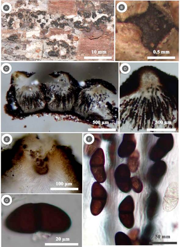 Primer registro de Macrovalsaria megalospora (Dothideomycetes ...