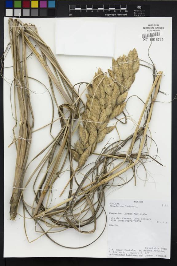 Uniola paniculata (Poaceae, Chloridoideae, Unioliinae), nuevo registro ...