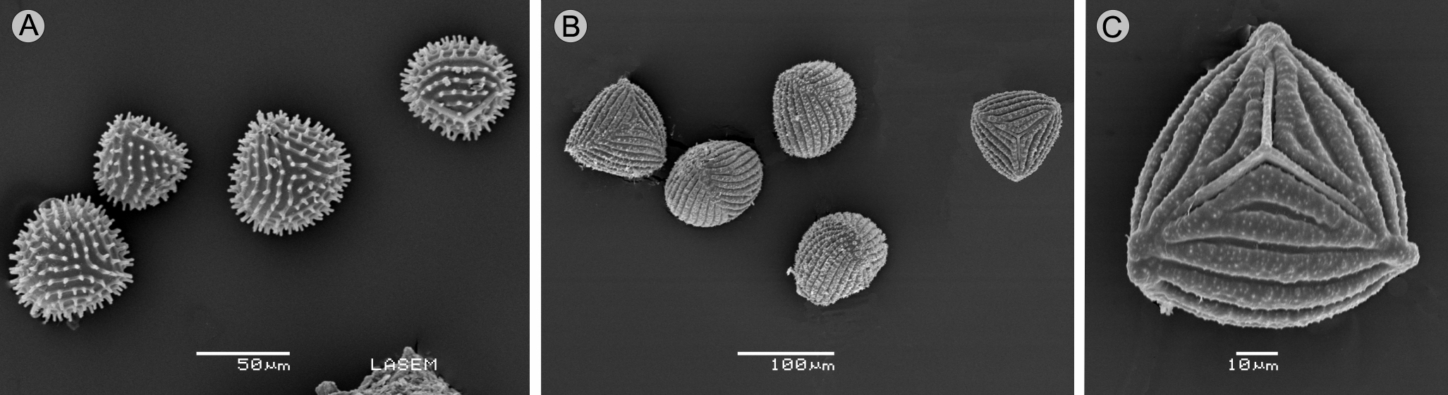 Gametophytic phase of three taxa of Anemia (Anemiaceae)