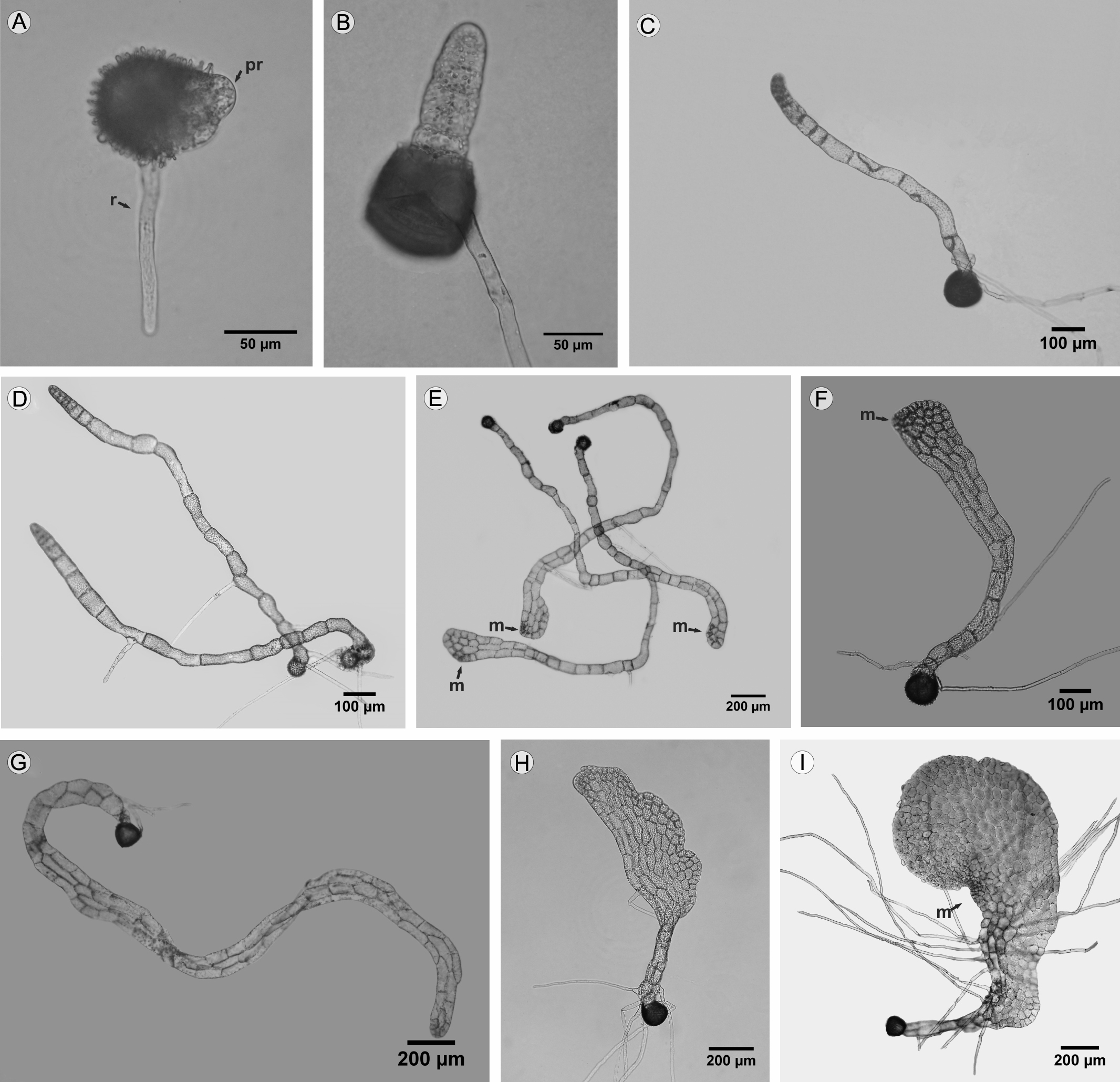 Gametophytic phase of three taxa of Anemia (Anemiaceae)