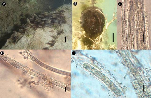 Aspectos ecológicos, taxonómicos y de distribución de cianobacterias bentónicas en cinco ríos de ...