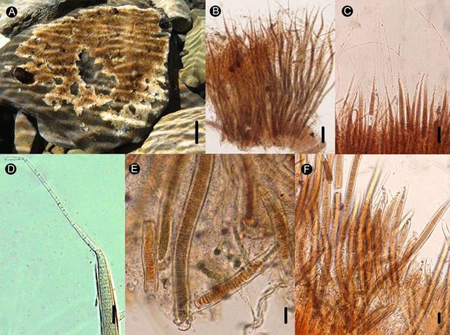Aspectos ecológicos, taxonómicos y de distribución de cianobacterias ...