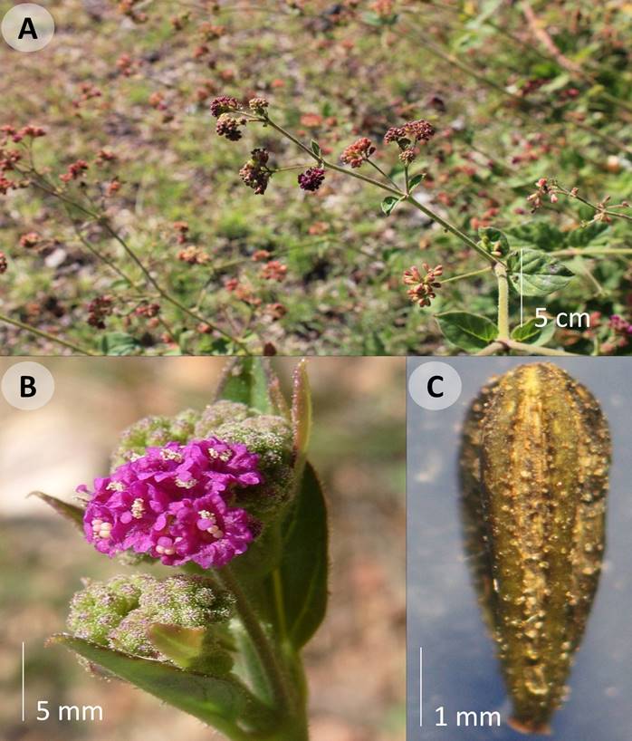 La familia Nyctaginaceae (Caryophyllales) en Aguascalientes, México