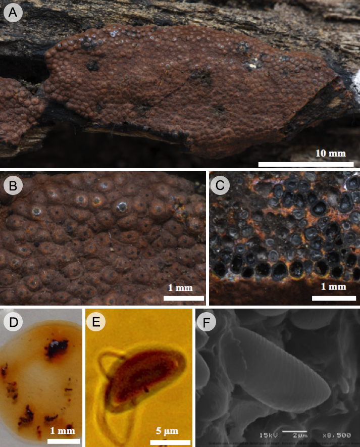 El género Hypoxylon (Xylariales, Ascomycota) en el bosque tropical ...