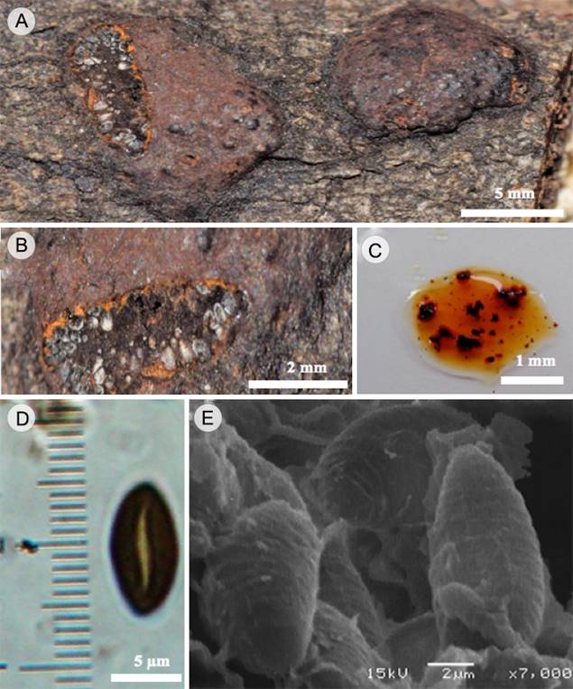 El género Hypoxylon (Xylariales, Ascomycota) en el bosque tropical ...
