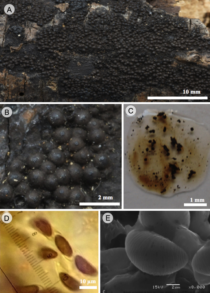 El género Hypoxylon (Xylariales, Ascomycota) en el bosque tropical ...