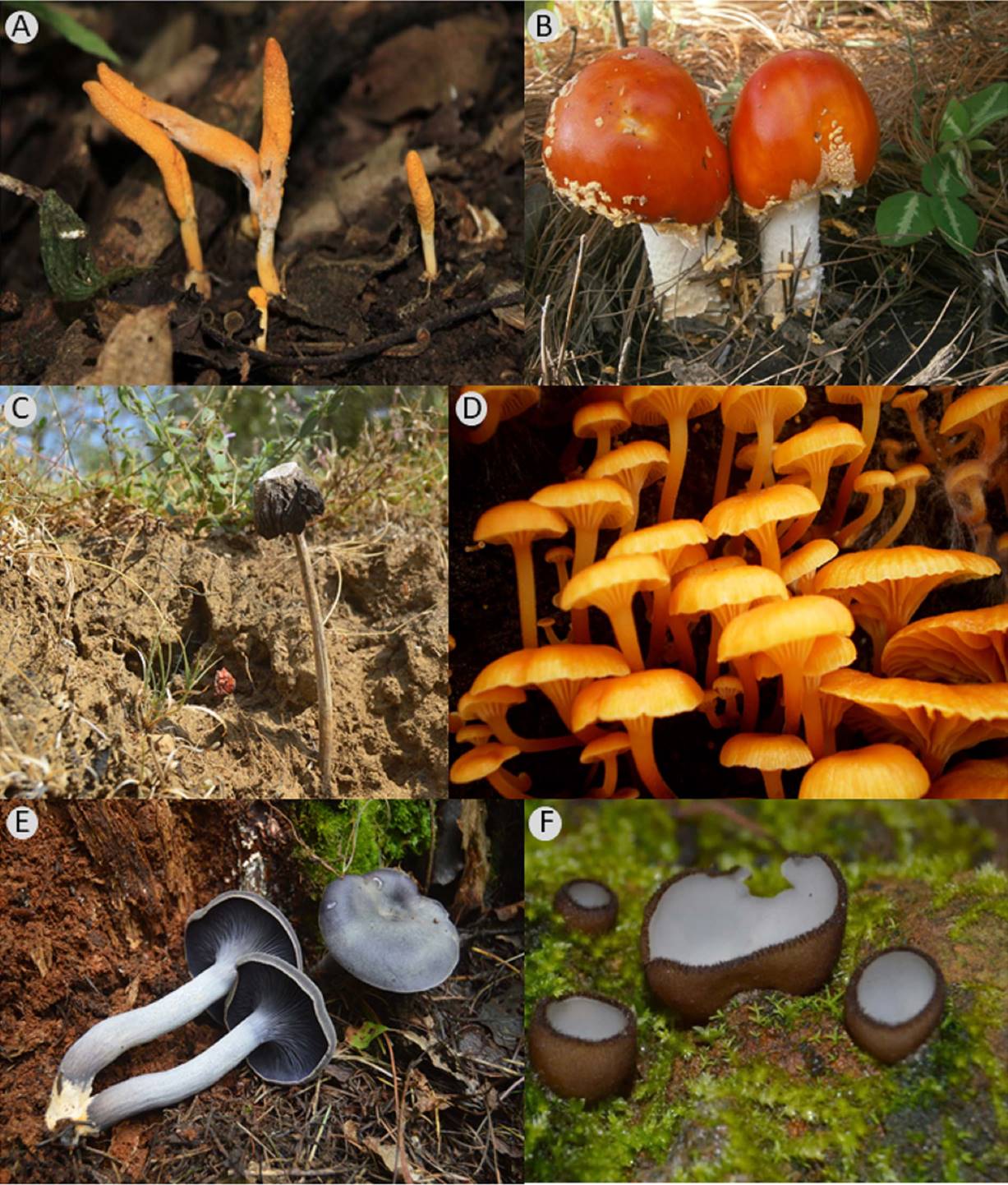 Hongos Venenosos En Iowa