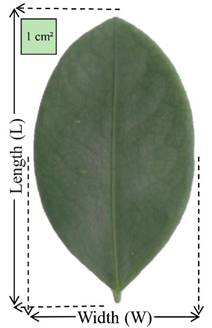 Non-destructive method for estimating leaf area of Erythroxylum ...