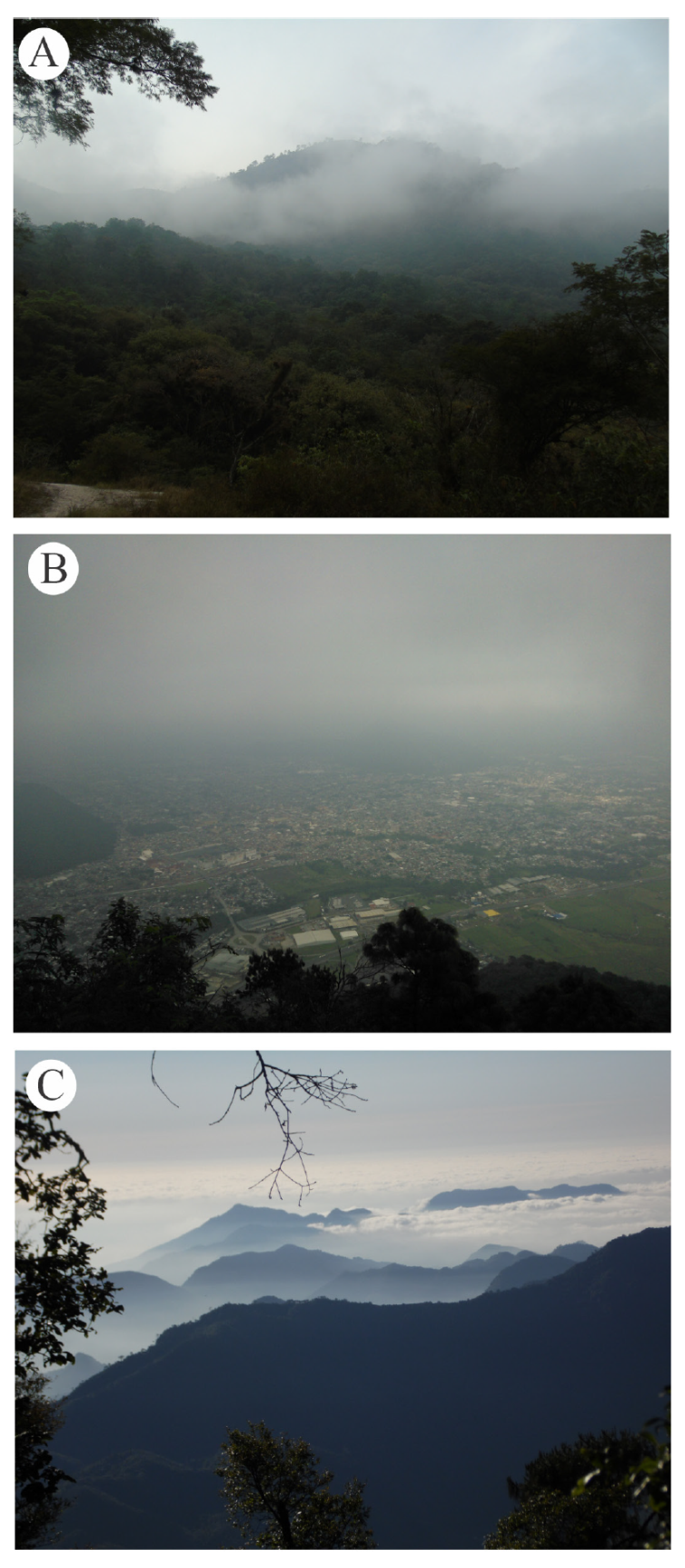 Composición florística del bosque mesófilo de montaña perturbado y sus ...