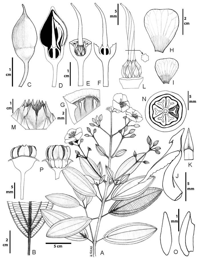 Revisión taxonómica del género Meriania (Melastomataceae) en Colombia
