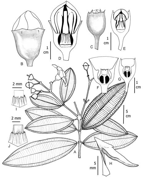 Revisión taxonómica del género Meriania (Melastomataceae) en Colombia
