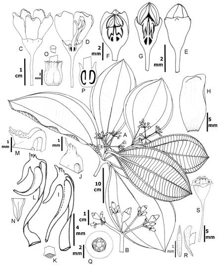 Revisión taxonómica del género Meriania (Melastomataceae) en Colombia