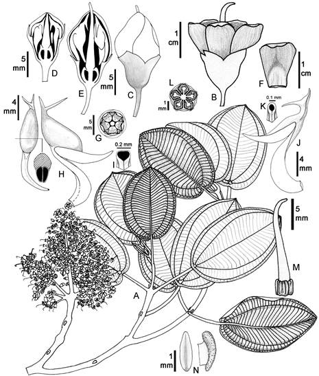Revisión taxonómica del género Meriania (Melastomataceae) en Colombia