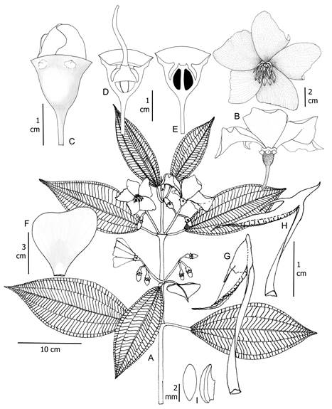 Revisión taxonómica del género Meriania (Melastomataceae) en Colombia