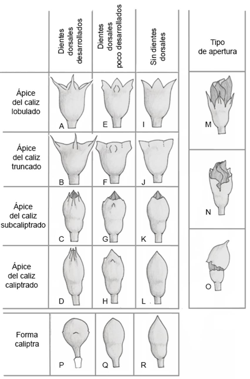 Revisión taxonómica del género Meriania (Melastomataceae) en Colombia